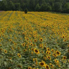 Dove Hunting Fields in SC - CedarRidgePlantation.com